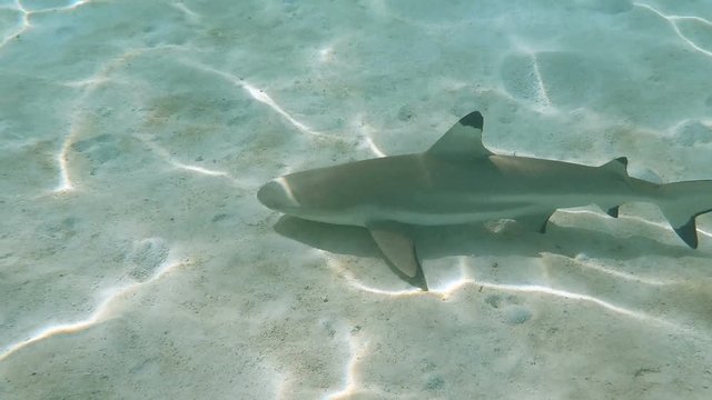 Requin Images – Browse 2,468 Stock Photos, Vectors, and Video | Adobe Stock