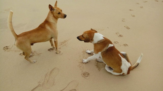 รูปภาพVira – เลือกดูภาพถ่ายสต็อก เวกเตอร์ และวิดีโอ312 | Adobe Stock