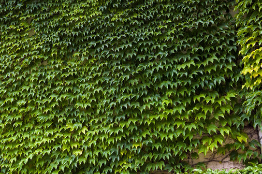 Giftefeu Bilder – Durchsuchen 3,204 Archivfotos, Vektorgrafiken und ...