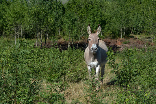 Gescheit Images – Parcourir 568 le catalogue de photos, vecteurs et ...