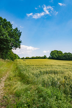 Kornmark Images – Browse 36 Stock Photos, Vectors, and Video | Adobe Stock