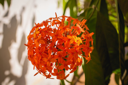 รูปภาพSphera – เลือกดูภาพถ่ายสต็อก เวกเตอร์ และวิดีโอ132 | Adobe Stock