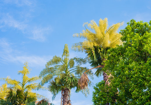 "Buri Palm" Billeder – Gennemse 97 stockfotos, vektorer og videoer ...