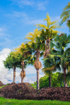 "Buri Palm" Billeder – Gennemse 97 stockfotos, vektorer og videoer ...
