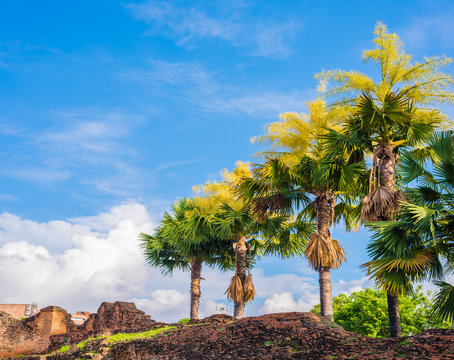 "Buri Palm" Billeder – Gennemse 142 stockfotos, vektorer og videoer ...