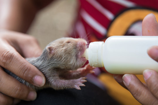 "Little Rat" Images – Browse 548 Stock Photos, Vectors, and Video ...