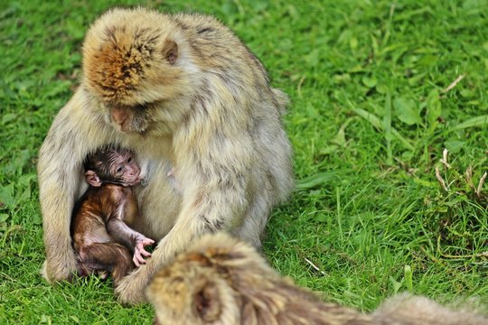 100 BESTE Zitze BILDER, STOCK-FOTOS & -VEKTORGRAFIKEN | Adobe Stock