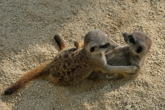 รูปภาพBuhlen – เลือกดูภาพถ่ายสต็อก เวกเตอร์ และวิดีโอ116 | Adobe Stock