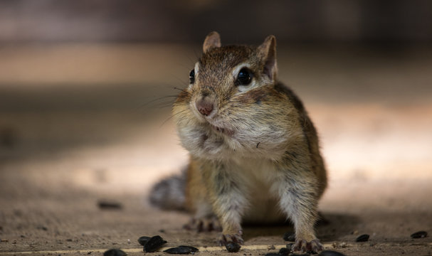 Chippy Images – Browse 11,955 Stock Photos, Vectors, and Video | Adobe ...