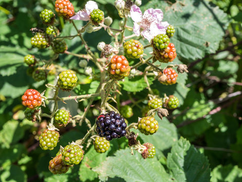 Brombeerstrauch bilder – Bläddra bland 645 stockfoton, vektorer och ...