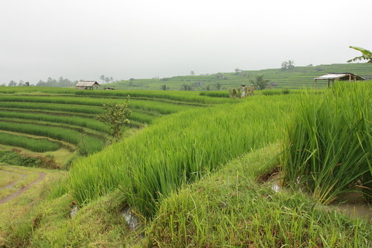 Riziculture Bilder – Durchsuchen 530 Archivfotos, Vektorgrafiken und Videos | Adobe Stock