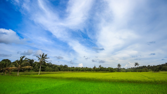 Rice Field Blue Sky Images – Browse 146,533 Stock Photos, Vectors, and ...
