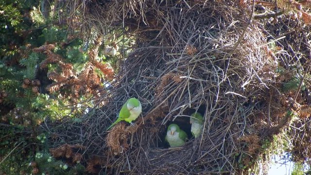 Wild Parakeet Nest
