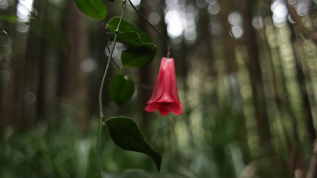 รูปภาพCopihue – เลือกดูภาพถ่ายสต็อก เวกเตอร์ และวิดีโอ228 | Adobe Stock