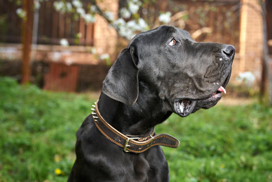 รูปภาพBoarhound – เลือกดูภาพถ่ายสต็อก เวกเตอร์ และวิดีโอ134 | Adobe Stock