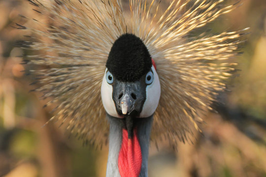 「Coronada」の写真素材 | 356件の無料イラスト画像 | Adobe Stock