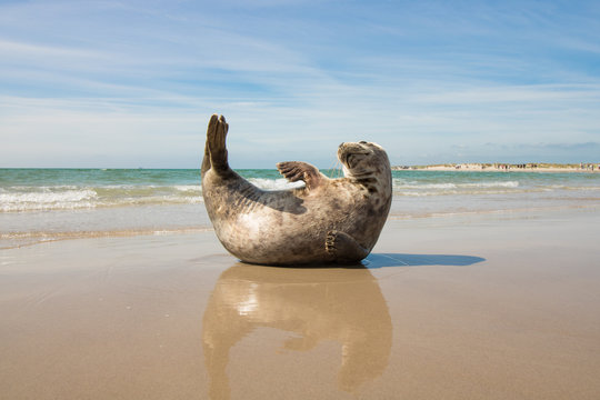 Seerobbe Images – Browse 4 Stock Photos, Vectors, and Video | Adobe Stock