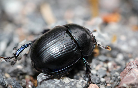 รูปภาพSchutzpanzer – เลือกดูภาพถ่ายสต็อก เวกเตอร์ และวิดีโอ85 | Adobe Stock