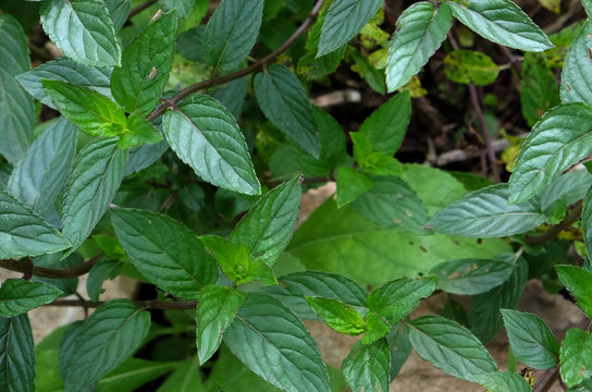 Minzen bilder – Bläddra bland 1,320 stockfoton, vektorer och videor ...