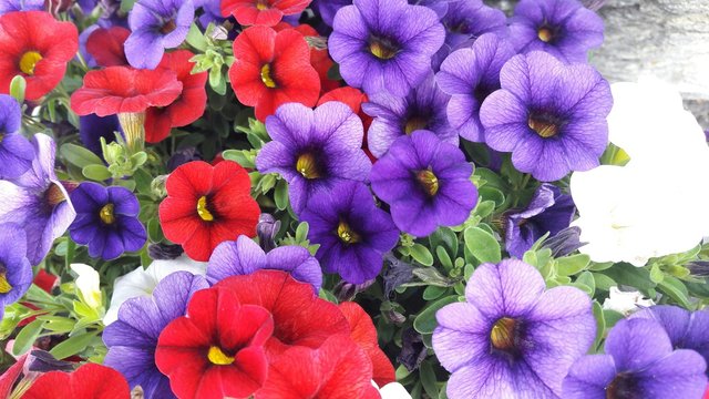 Lilla Bilder – Durchsuchen 5,892 Archivfotos, Vektorgrafiken und Videos ...