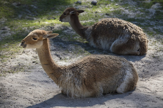 「Wikunia」の写真素材 | 9件の無料イラスト画像 | Adobe Stock