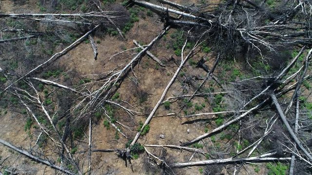 "Destroyed Forest" Images – Parcourir 734 le catalogue de photos ...