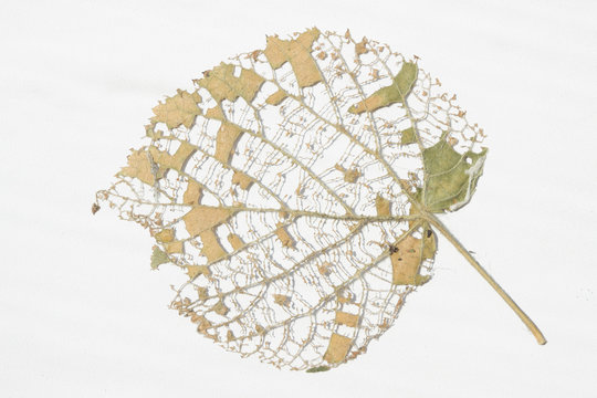 รูปภาพFolium – เลือกดูภาพถ่ายสต็อก เวกเตอร์ และวิดีโอ3,044 | Adobe Stock