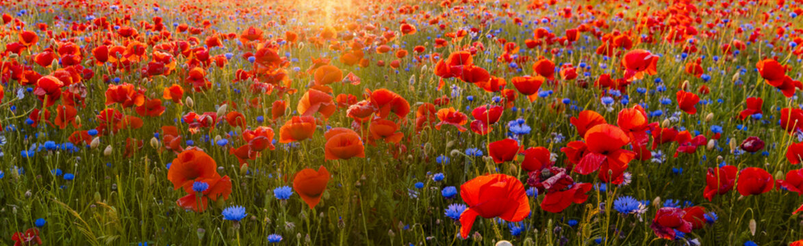 Mohnblumenfeld Bilder – Durchsuchen 271,913 Archivfotos, Vektorgrafiken ...