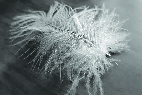 Piuma Imagens – Procure 20,837 fotos, vetores e vídeos | Adobe Stock