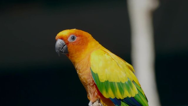 รูปภาพ"Sun Conure" – เลือกดูภาพถ่ายสต็อก เวกเตอร์ และวิดีโอ3,862 ...