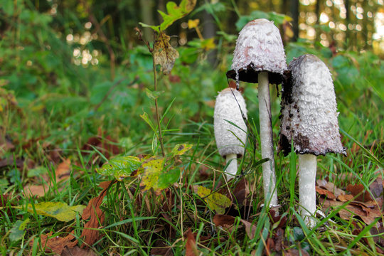 「Giftpilz」の写真素材 | 14,445件の無料イラスト画像 | Adobe Stock