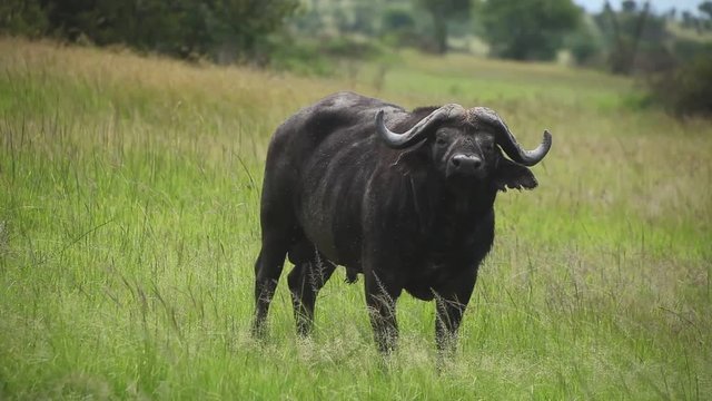 "Cape Buffalo" Images – Browse 19,837 Stock Photos, Vectors, and Video ...