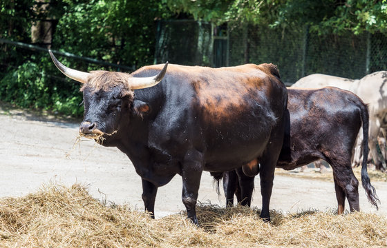 Auerrind-Bilder: Stock-Fotos & -Videos. | Adobe Stock