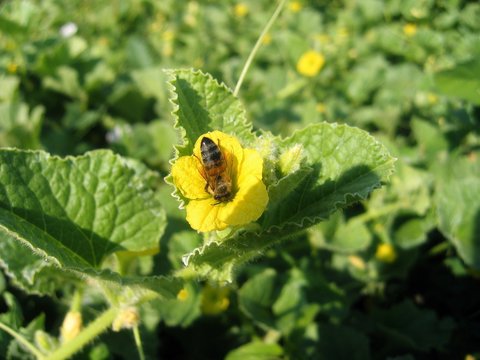 Pchelka Images – Browse 7 Stock Photos, Vectors, and Video | Adobe Stock