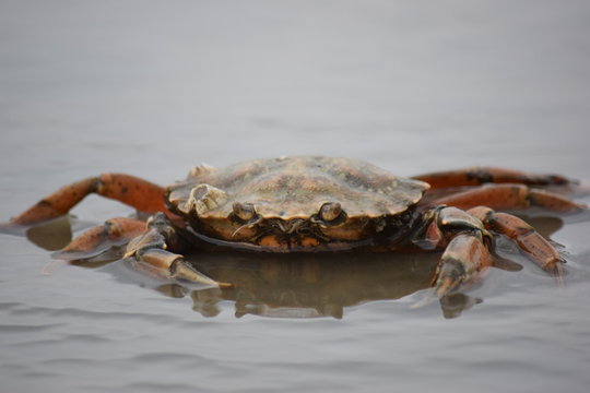 รูปภาพStrandkrabbe – เลือกดูภาพถ่ายสต็อก เวกเตอร์ และวิดีโอ273 | Adobe ...