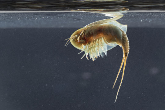 Triops Fish