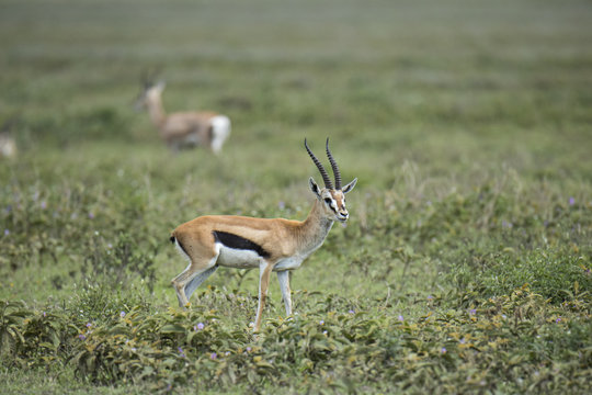 「Gazele」の写真素材 | 145件の無料イラスト画像 | Adobe Stock