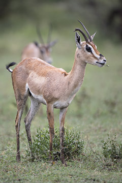 「Gazele」の写真素材 | 146件の無料イラスト画像 | Adobe Stock