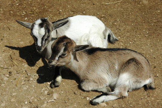 Caprette Images – Browse 251 Stock Photos, Vectors, and Video | Adobe Stock