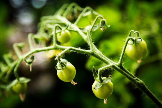 Strauchtomate bilder – Bläddra bland 1,451 stockfoton, vektorer och ...