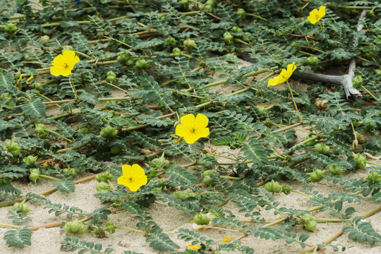 รูปภาพPlollen – เลือกดูภาพถ่ายสต็อก เวกเตอร์ และวิดีโอ100 | Adobe Stock