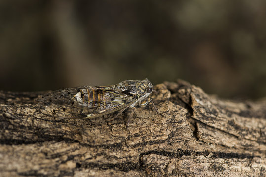 Cicale Images – Browse 209 Stock Photos, Vectors, and Video | Adobe Stock