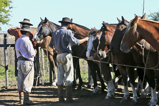 Criollo Bilder – Durchsuchen 3,522 Archivfotos, Vektorgrafiken und ...