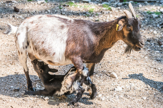 รูปภาพZitze – เลือกดูภาพถ่ายสต็อก เวกเตอร์ และวิดีโอ138 | Adobe Stock