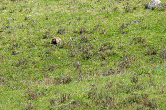 Melinae Bilder – Durchsuchen 31 Archivfotos, Vektorgrafiken und Videos ...