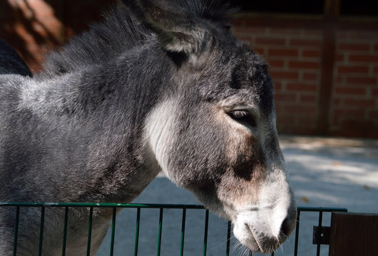 รูปภาพMaultiere – เลือกดูภาพถ่ายสต็อก เวกเตอร์ และวิดีโอ86 | Adobe Stock