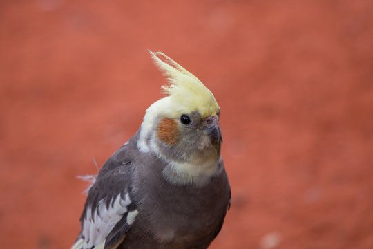 รูปภาพCalopsitte – เลือกดูภาพถ่ายสต็อก เวกเตอร์ และวิดีโอ179 | Adobe Stock