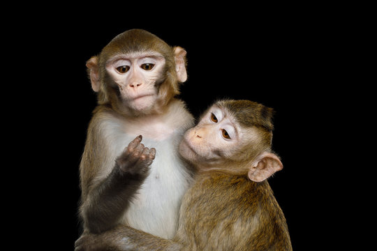 Two Monkeys Holding Hands