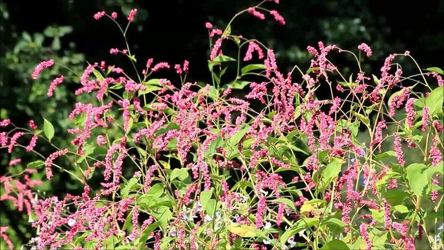 "Polygonum Orientale" Images – Browse 213 Stock Photos, Vectors, and ...