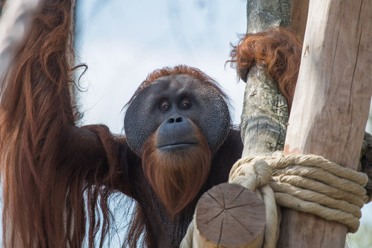Sivapithecus Bilder – Durchsuchen 133 Archivfotos, Vektorgrafiken und ...